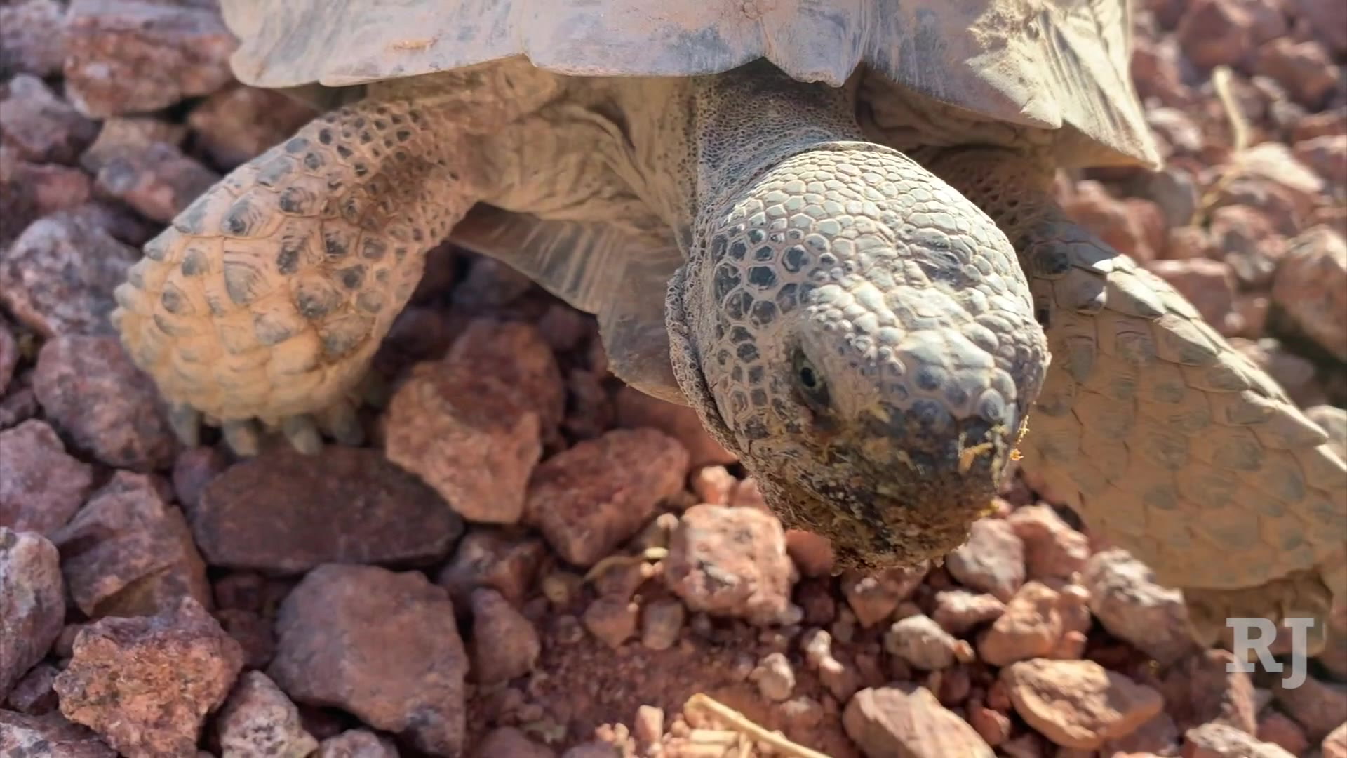 Desert tortoise facts: Adopting a desert tortoise in Nevada — VIDEO ...
