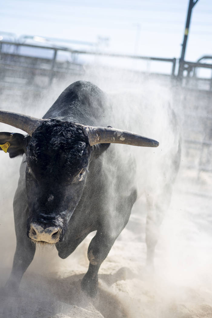 PBR star bulls get pampered as top athletes — VIDEO | Las Vegas Review ...