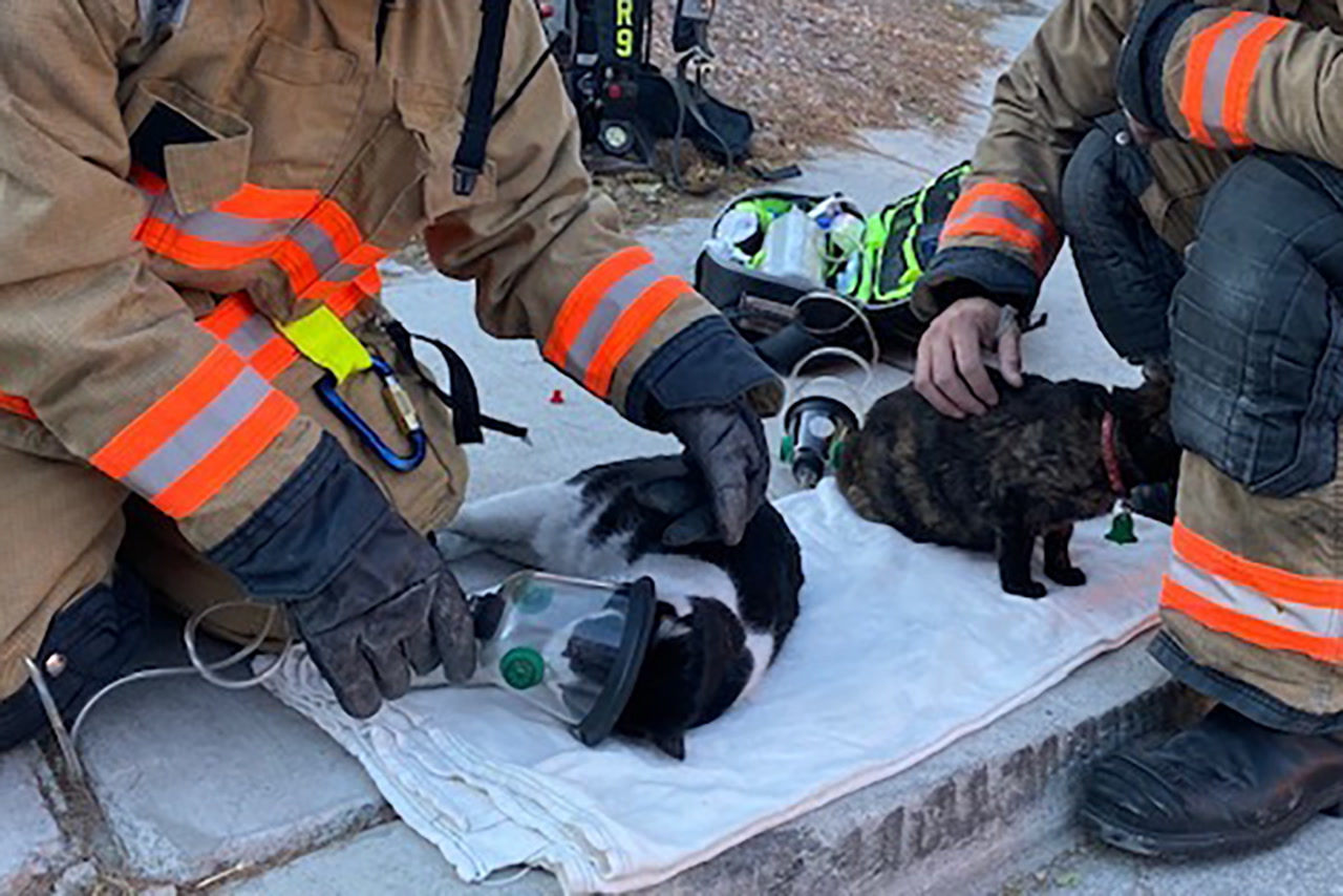 Firefighters rescue cats from fast-moving Las Vegas house fire — VIDEO ...