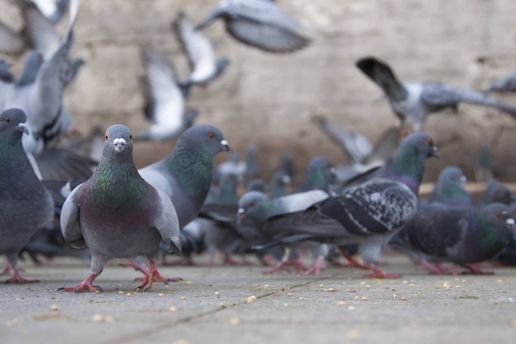 Who put the hats on the pigeons in Las Vegas? | Las Vegas Review-Journal