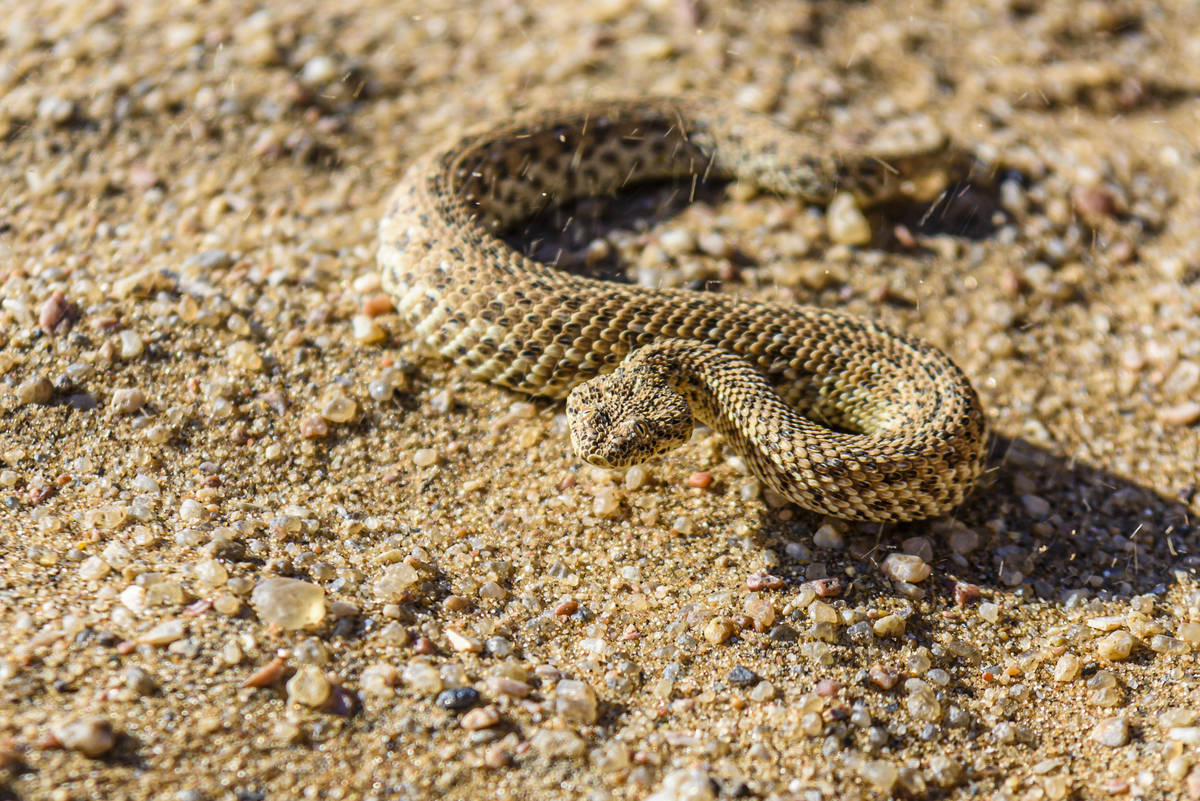 Hiking? Watch out for rattlesnakes | Deborah Wall | Local | Local Columns