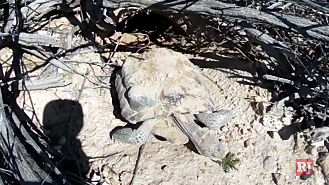Mojave Max emerges from winter habitat in southern Nevada | Local ...