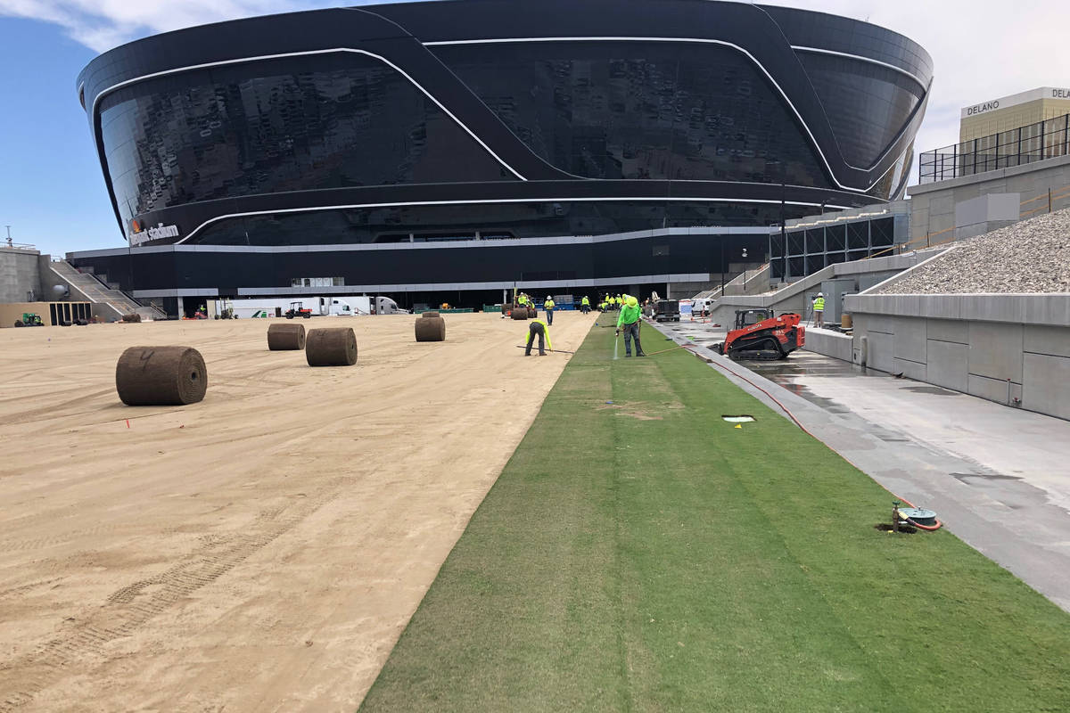 Raiders’ Allegiant Stadium gets first grass laid on field tray ...