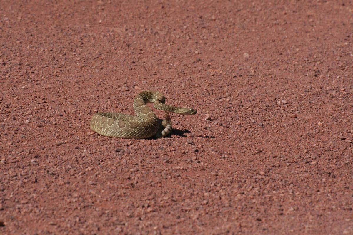 Snakes, scorpions, gila monsters in Nevada: what you need to know ...