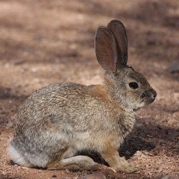 New rabbit virus deadly, found in Nevada and Southwest U.S. | Science ...