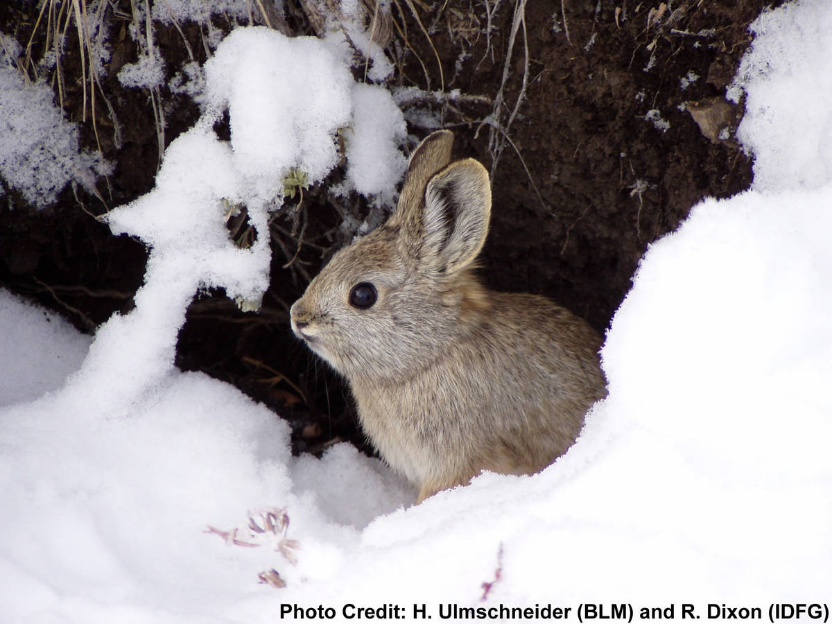 New rabbit virus deadly, found in Nevada and Southwest U.S. | Science ...