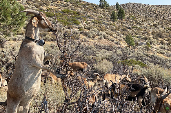 Nevada goats lend their talents to wildfire prevention | Energy | Business