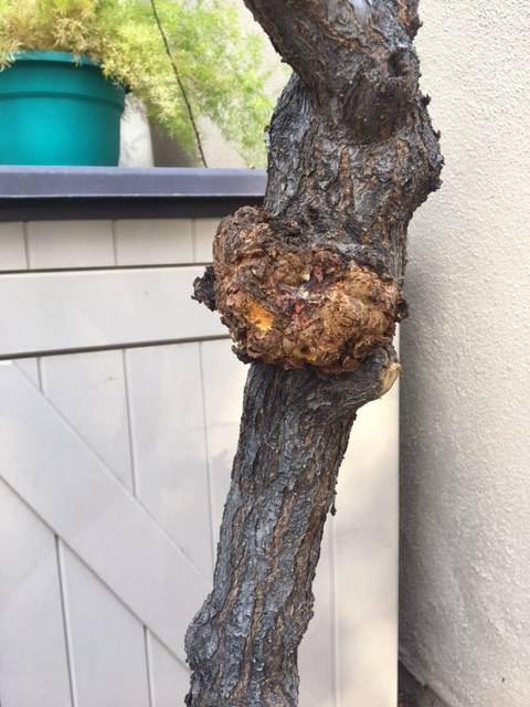 It’s not too late to prune fruit trees in Las Vegas | Home and Garden ...