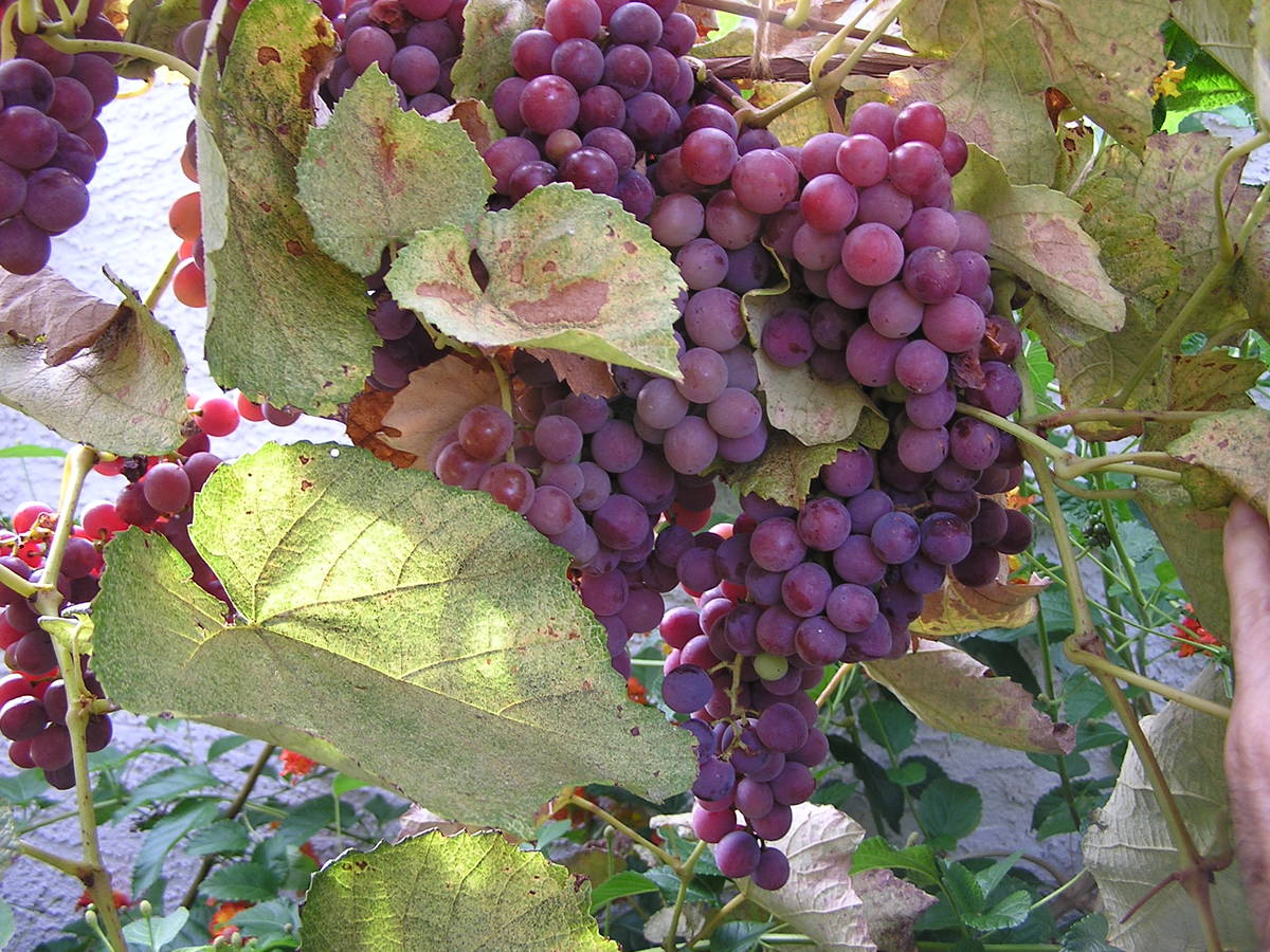 Concord Grape Pruning Method