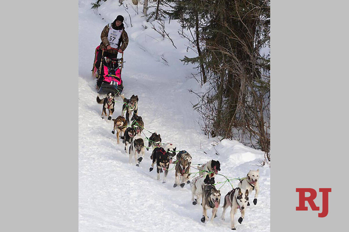 How Long Do Sled Dogs Work And How Do They Retire