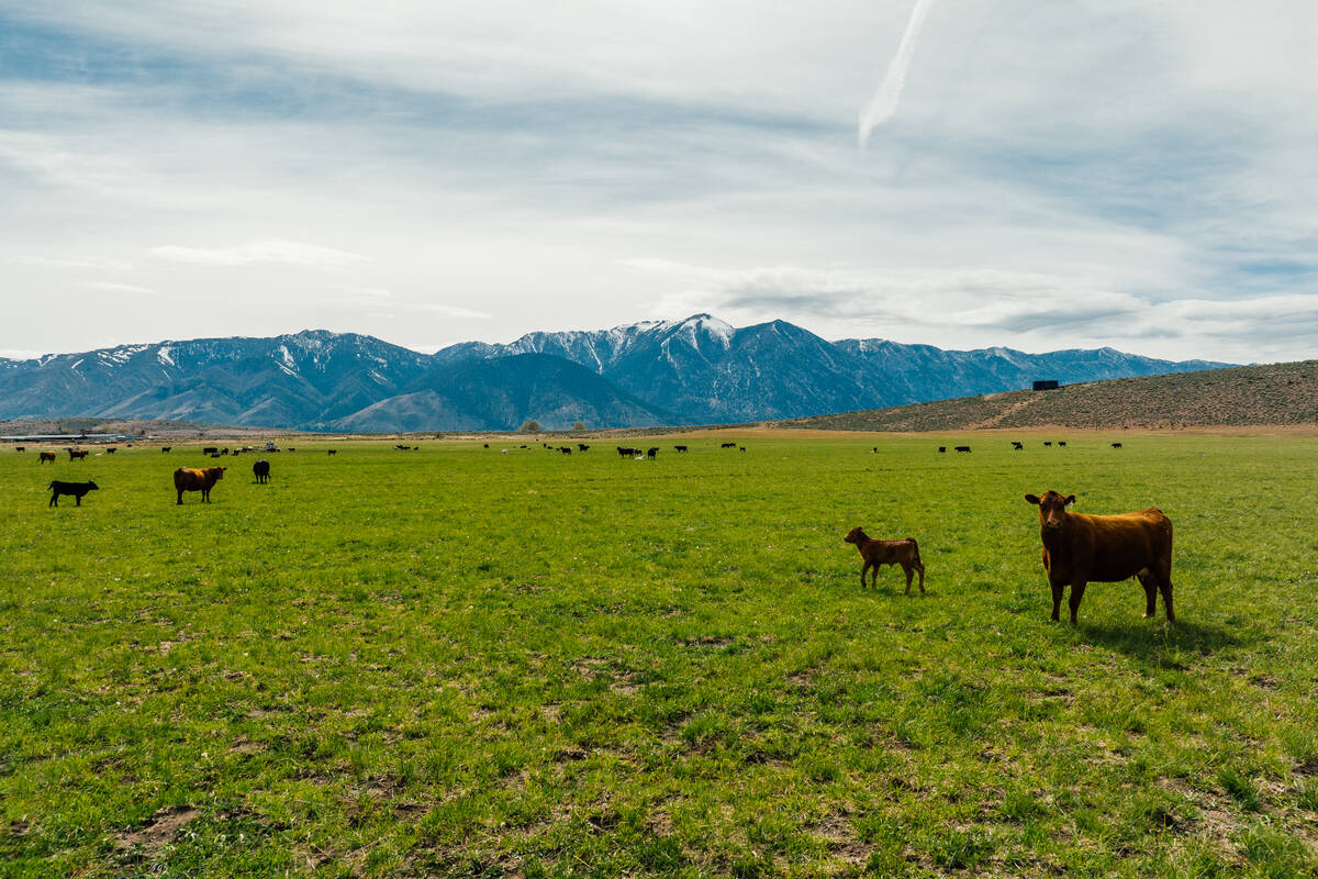 $100M ranch for sale in Nevada — PHOTOS | Local Nevada | Local