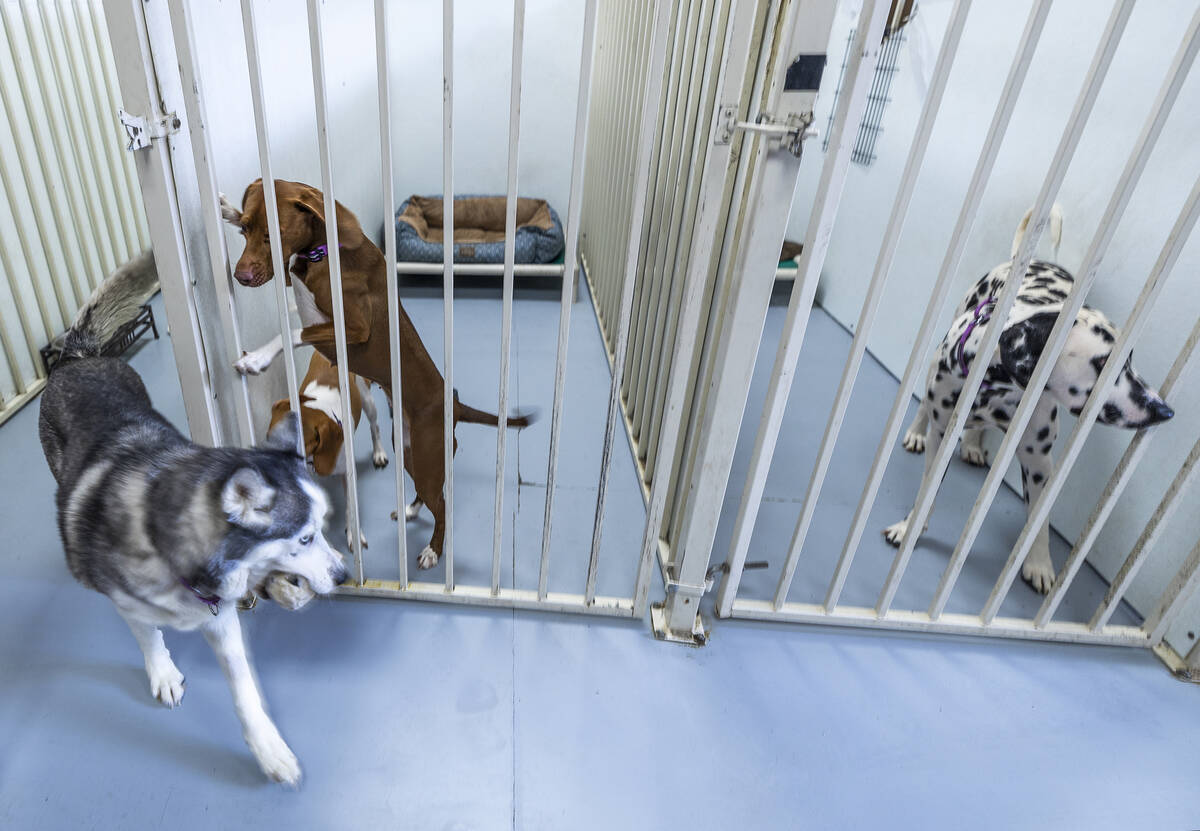 Pups on Parole program for inmates makes post-COVID comeback | Local