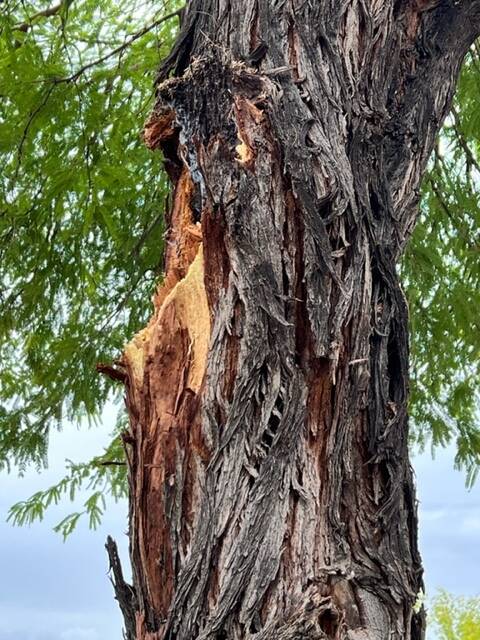 Nematodes rarely found in recently planted trees | Home and Garden | Life