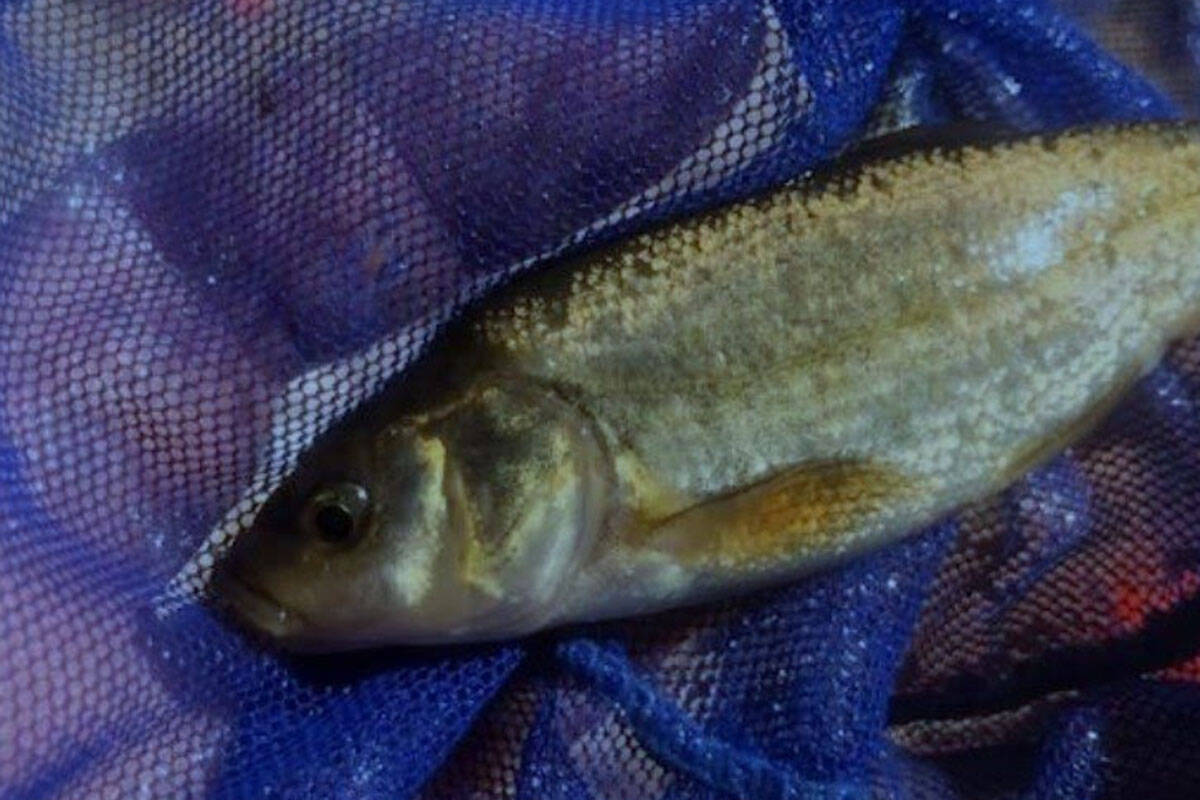 Eating less meat could help preserve the diminishing water levels in ...