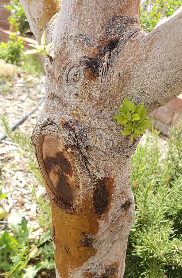 Fire blight disease is highly contagious for many apple trees | Home ...
