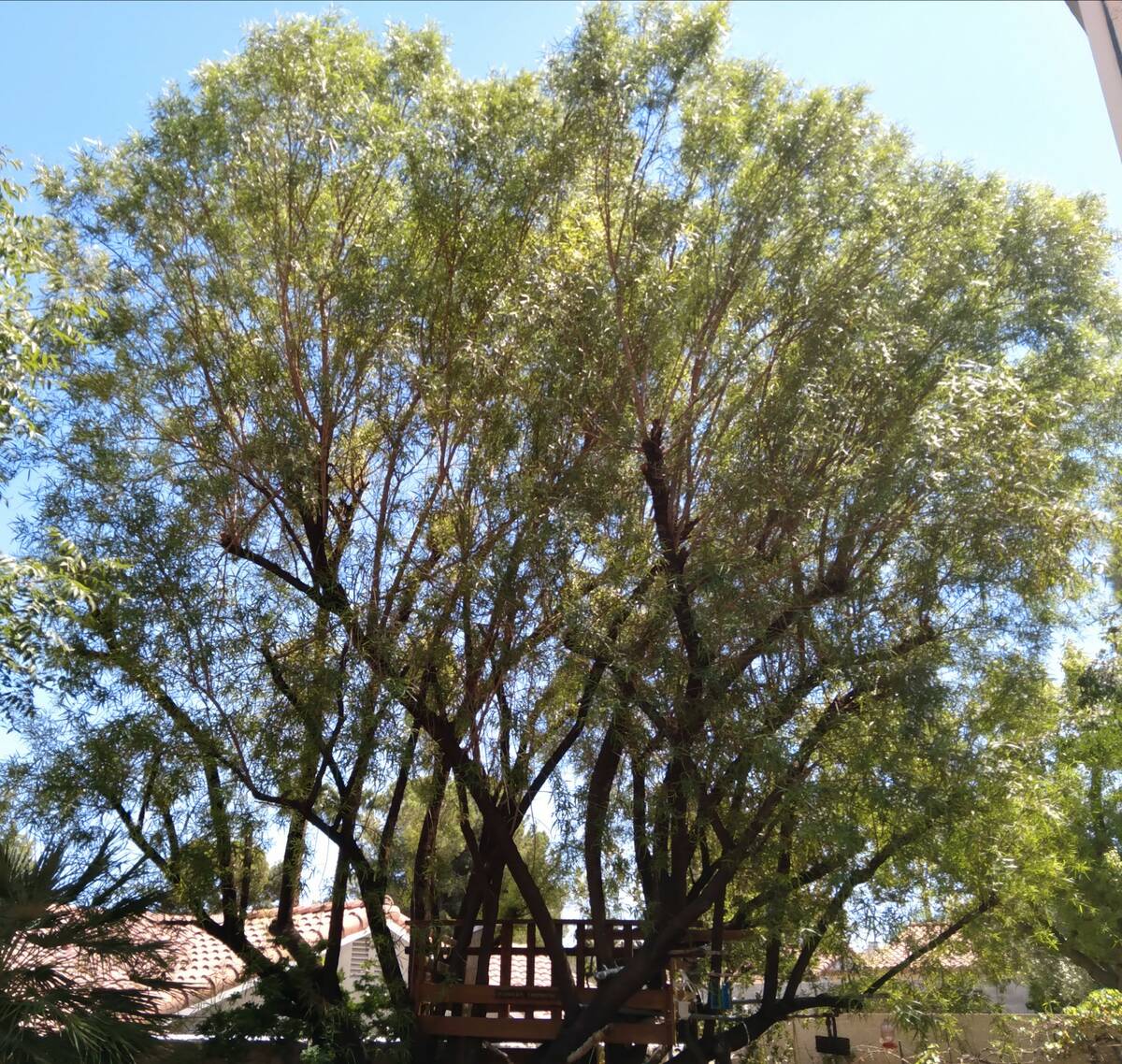 Water less often to determine if plants are xeric | Home and Garden | Life