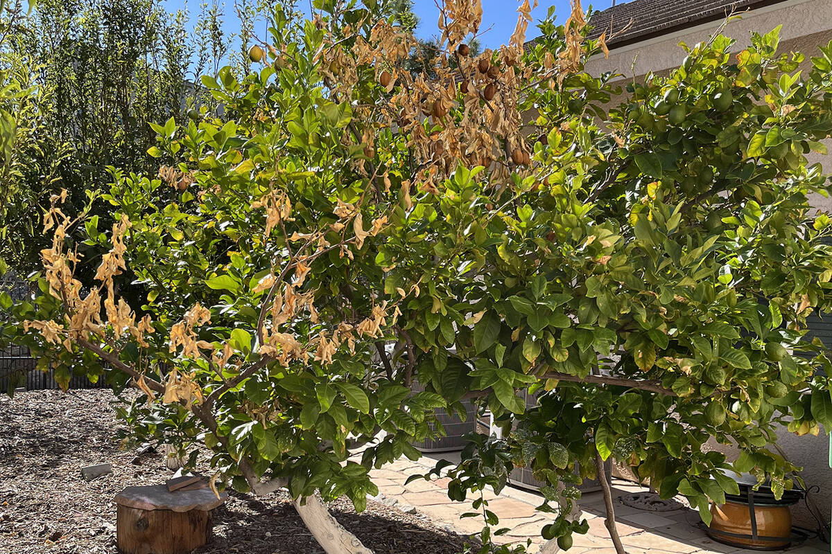 Trim dead branches of lemon tree to desired look | Bob Morris | Local ...