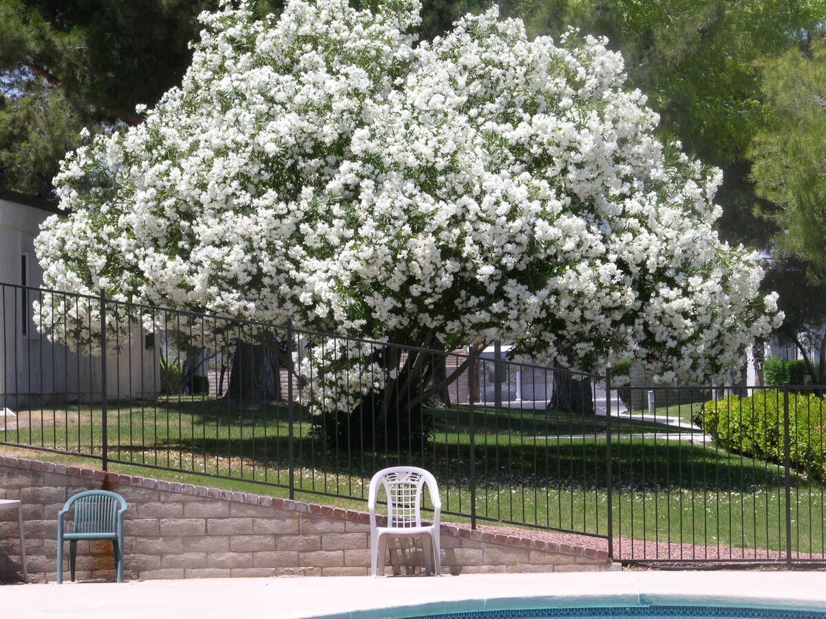 Pruning oleander tree is only temporary fix | Home and Garden | Life