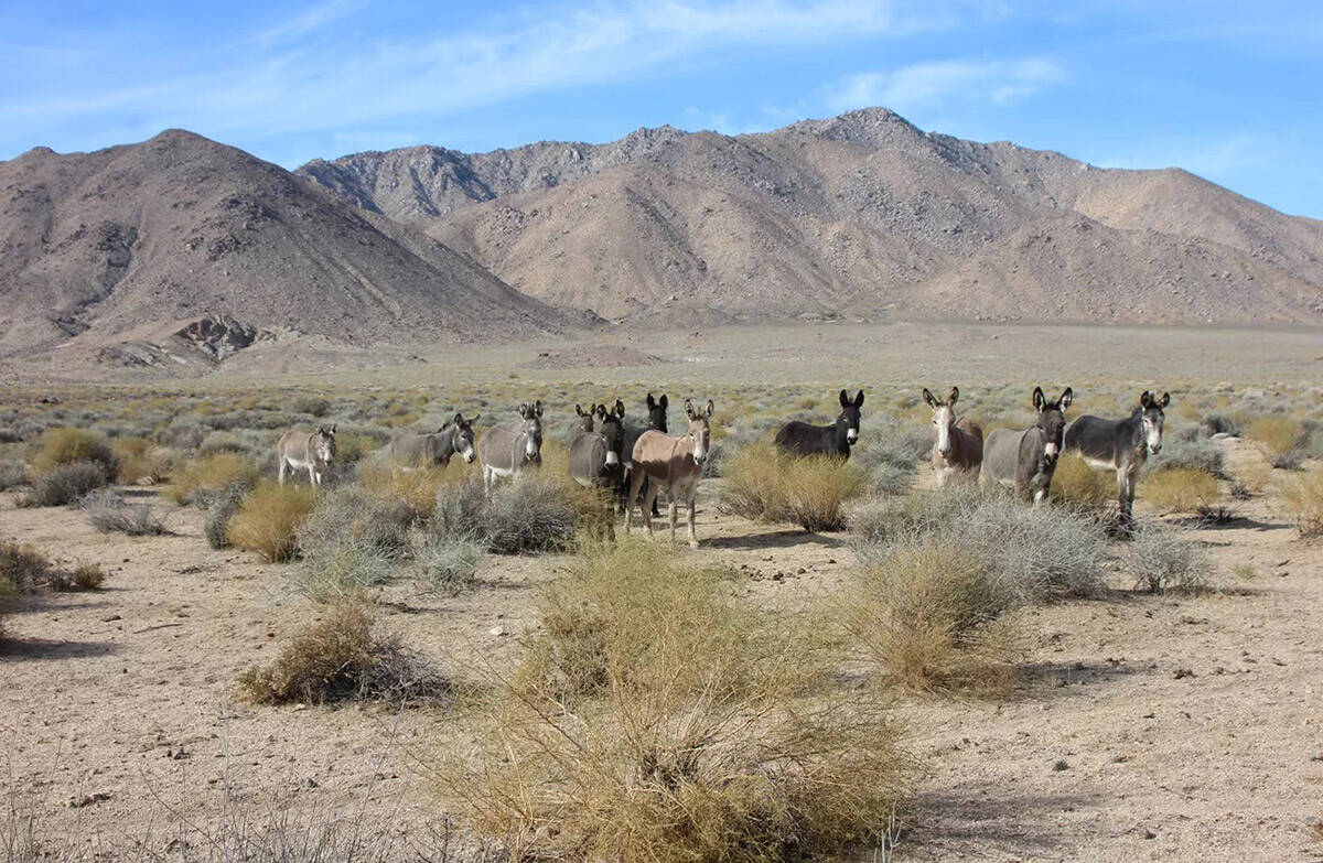 Burros found shot and killed in Death Valley National Park | Local ...