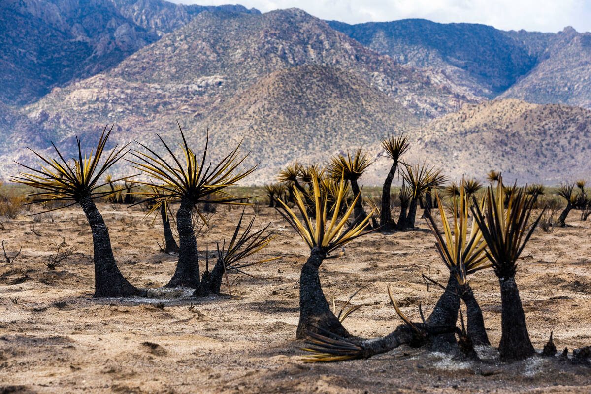 Joshua trees burned by York Fire likely gone forever | Local Nevada | Local