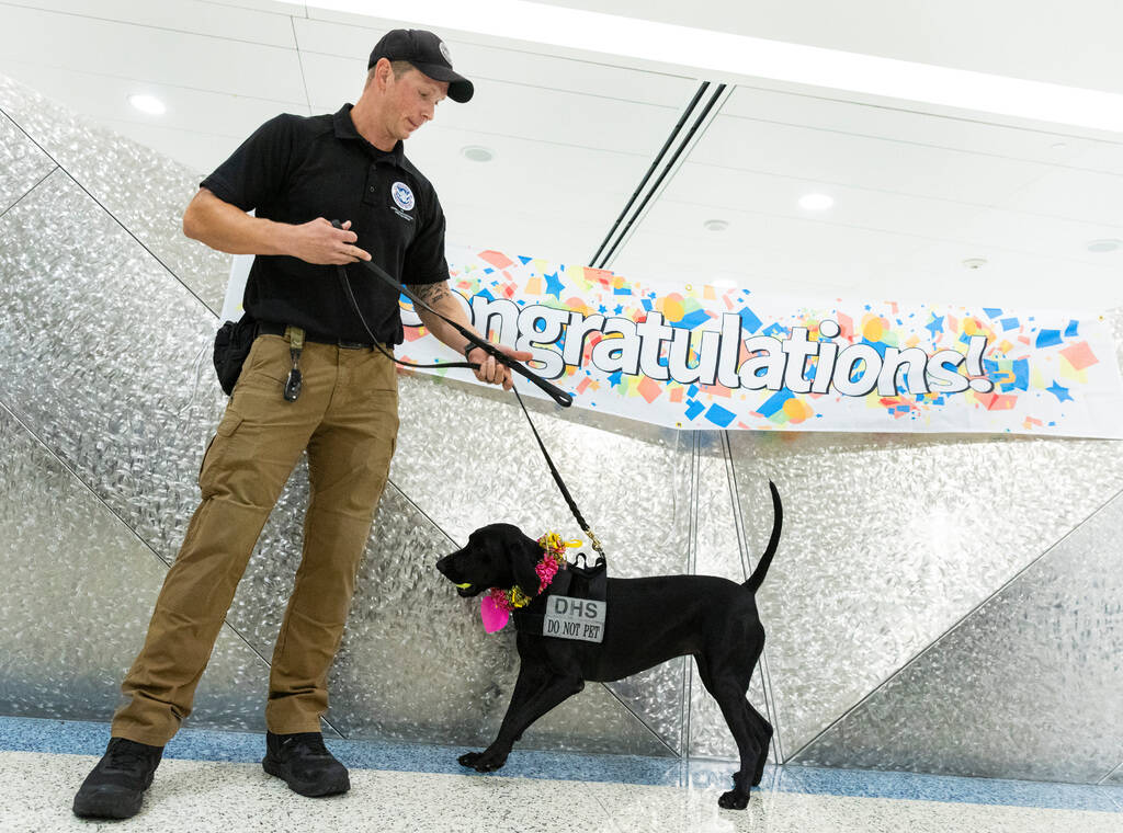 Las Vegas airport dog Dina voted TSA’s Cutest Canine of 2023 | Local ...
