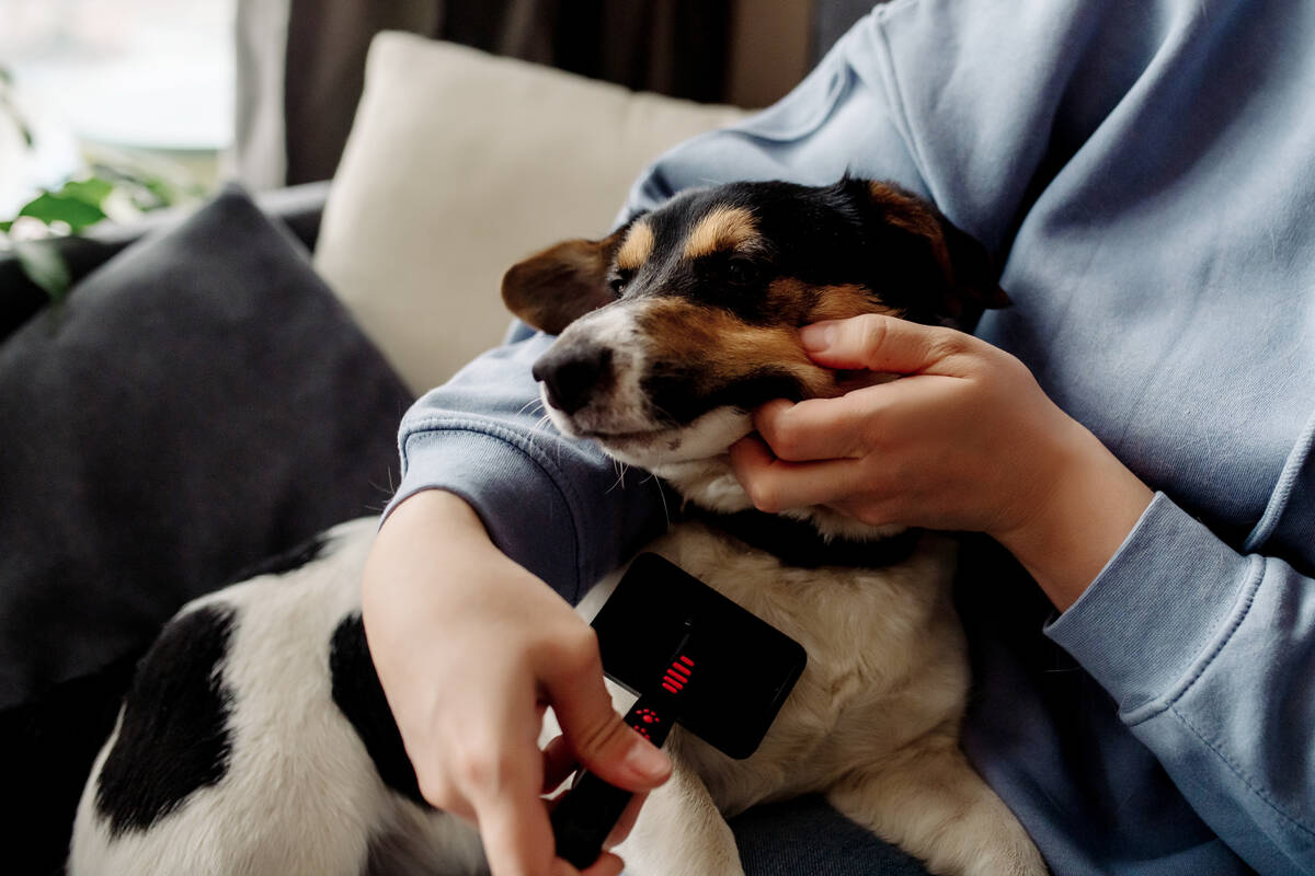 Microchips for dogs, cats to be required in Las Vegas | Las Vegas ...