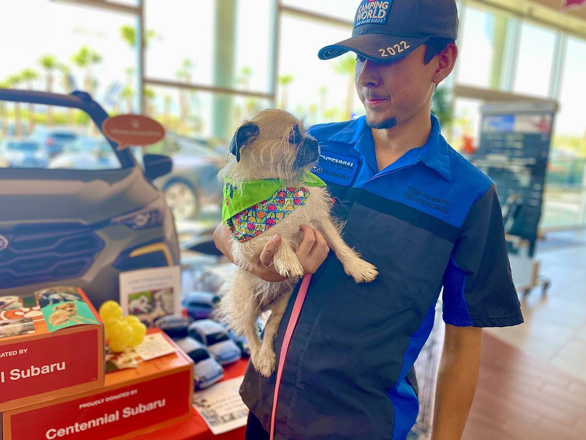 Centennial Subaru sponsors dog adoption event | Dealer News | Autos