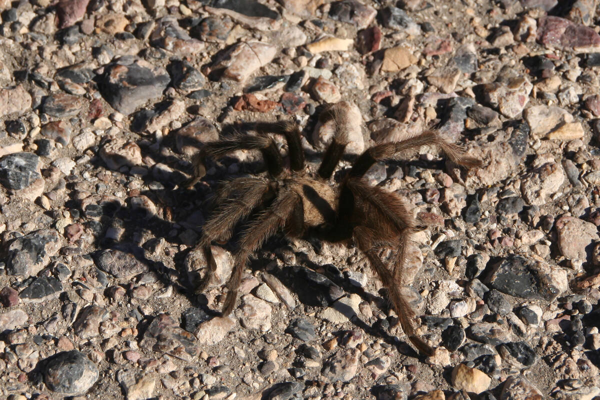Tarantula on road leads to crash in Death Valley National Park ...