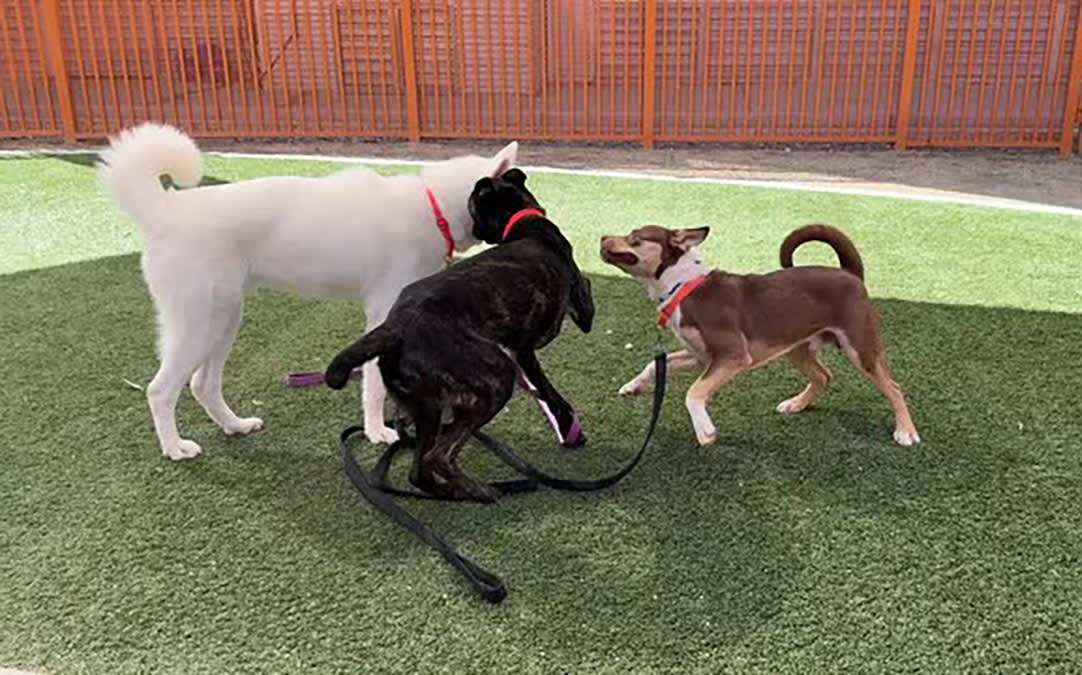 Animal Foundation to host adoption event showing off most dog-friendly ...