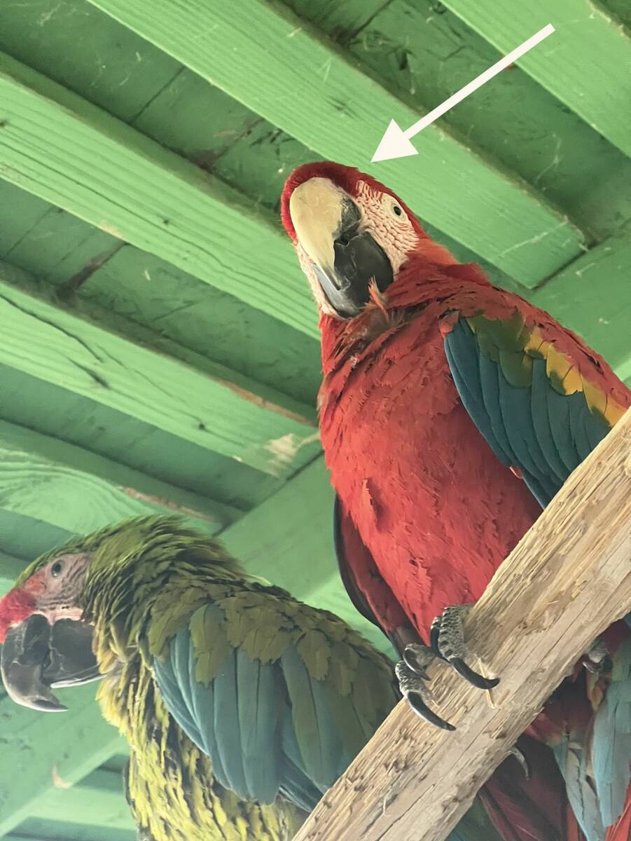 Former Hollywood Madam Heidi Fleiss’ birds shot again | Local Nevada ...