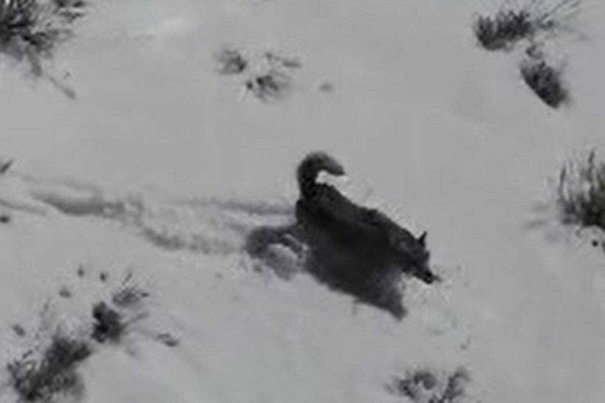 Elvis license plates nearly cost a Nevada man a king’s ransom | Local ...