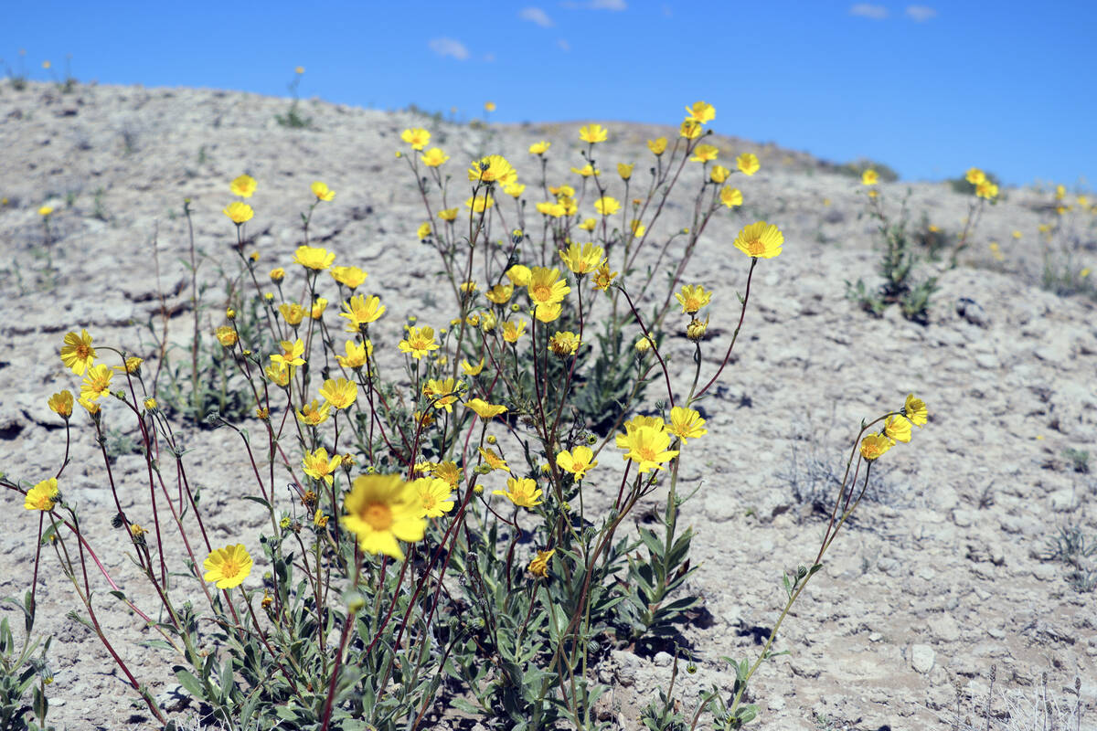 Wildflower bloom coats western Nevada — PHOTOS | Local Nevada | Local