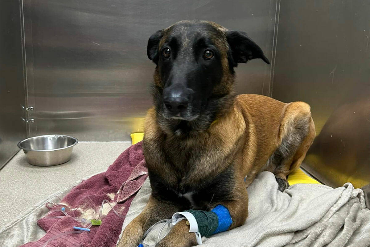 CCSD Police Department K-9s recovering after drug exposure | Local Las ...