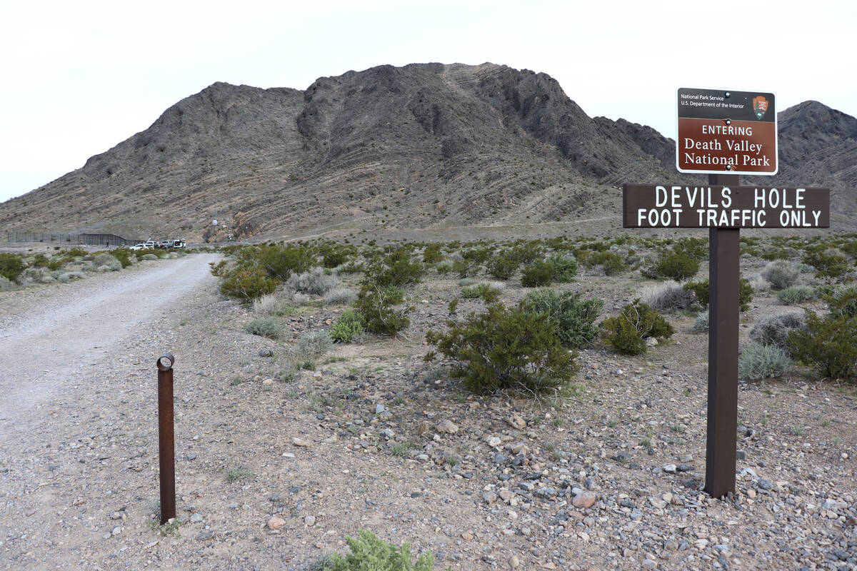Devils Hole pupfish show hopeful signs in Death Valley | Local Nevada ...