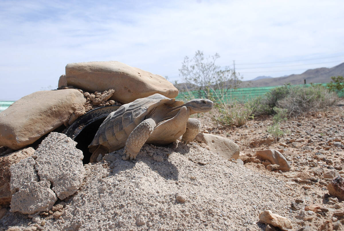 Mojave Max emerges from his burrow for first time in 2024 | Local Las ...