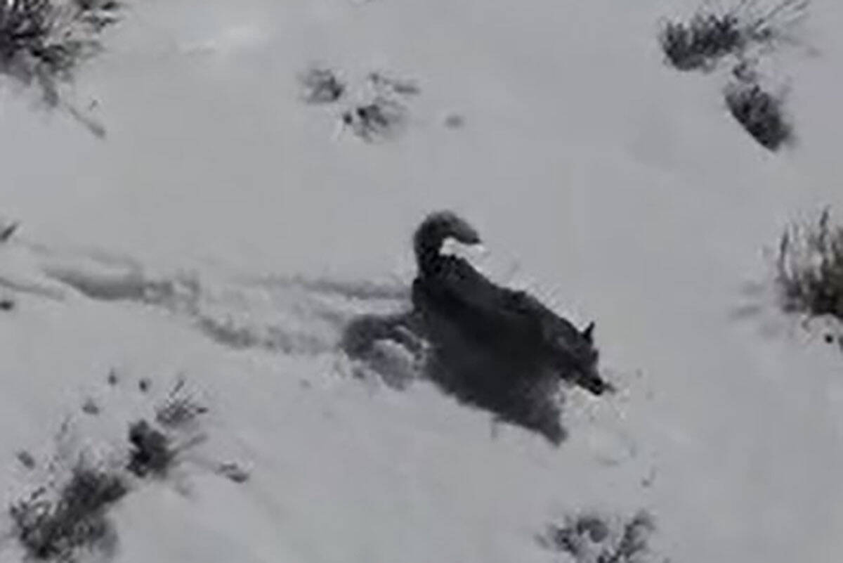 Nevada wolf pack sighting was actually coyotes, DNA testing reveals ...