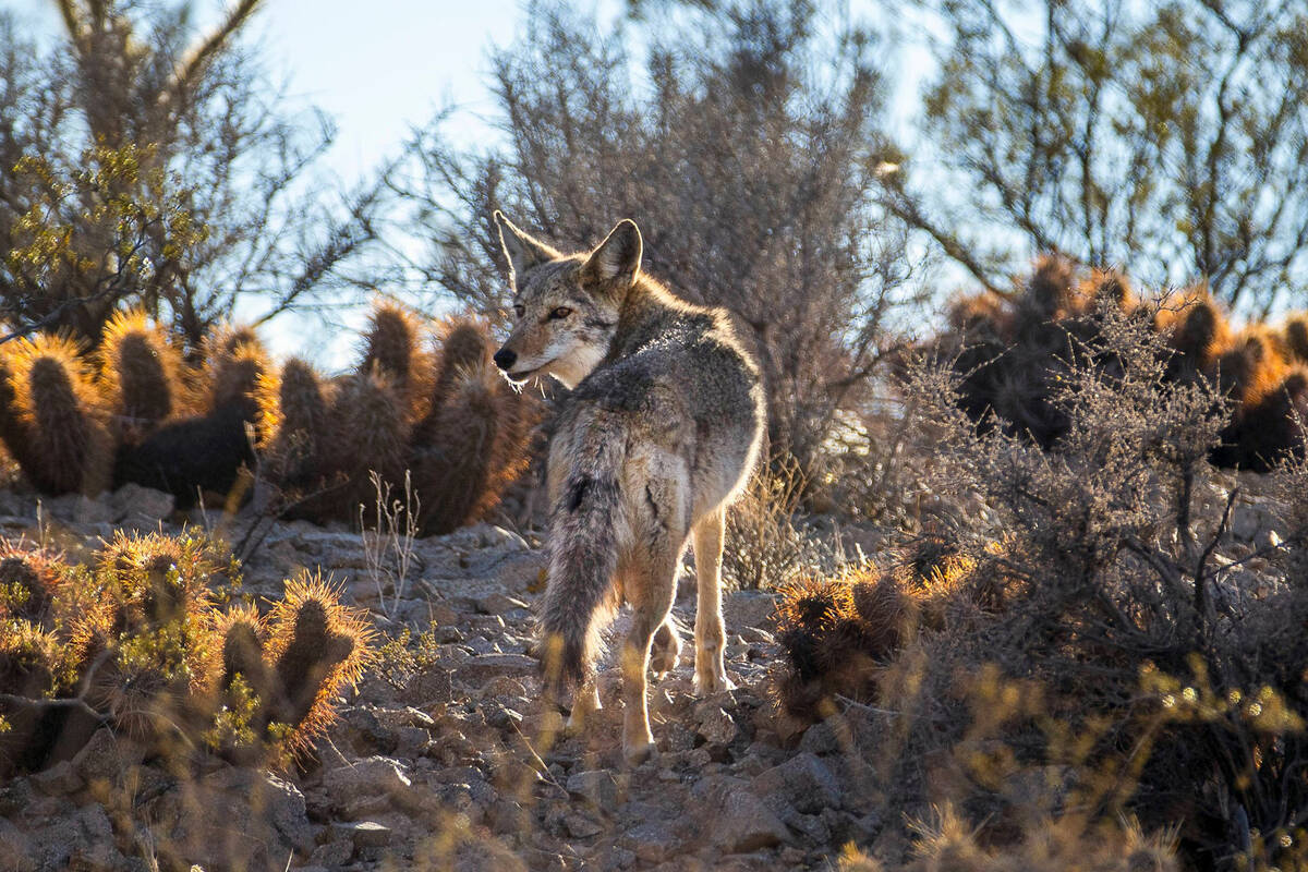 Coyotes bite two women in Henderson | Henderson | Local