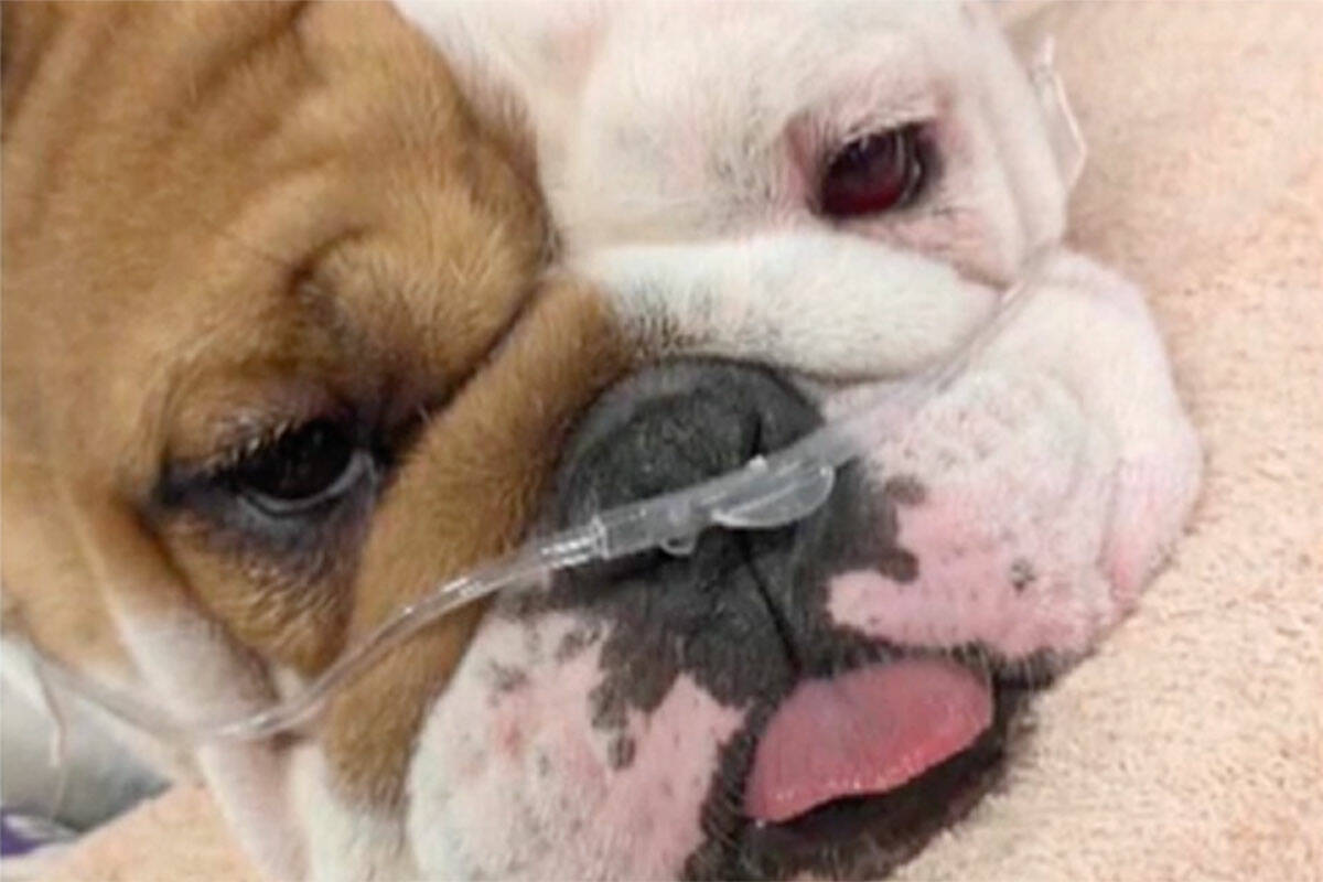 Las Vegas bulldog’s death leads to search for tips, video | East Valley ...