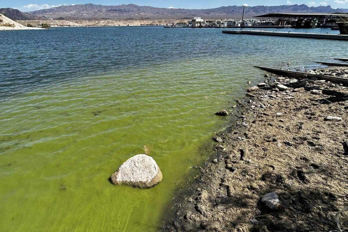 Lake Mohave sees spreading toxic algae blooms | Local Nevada | Local