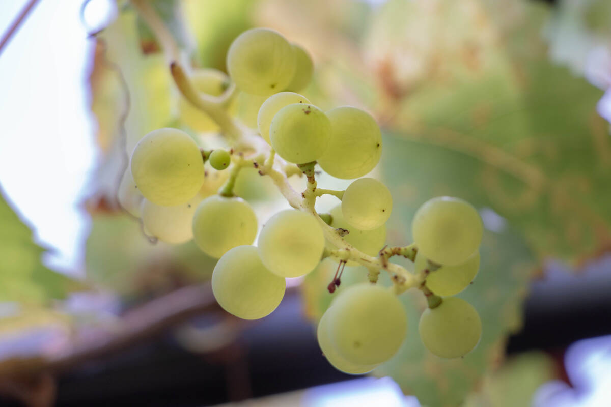 Watch grapevines closely for signs they need more water | Bob Morris ...