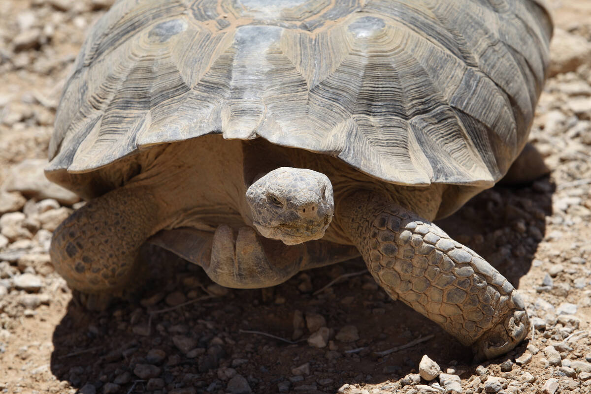Tortoise fences, wildlife crossings coming to Southern Nevada highway ...
