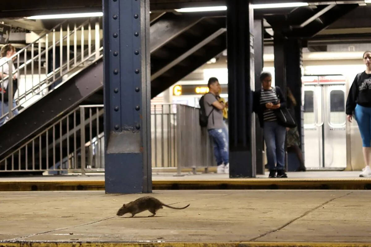 Rat populations are surging as cities heat up | Nation and World | News
