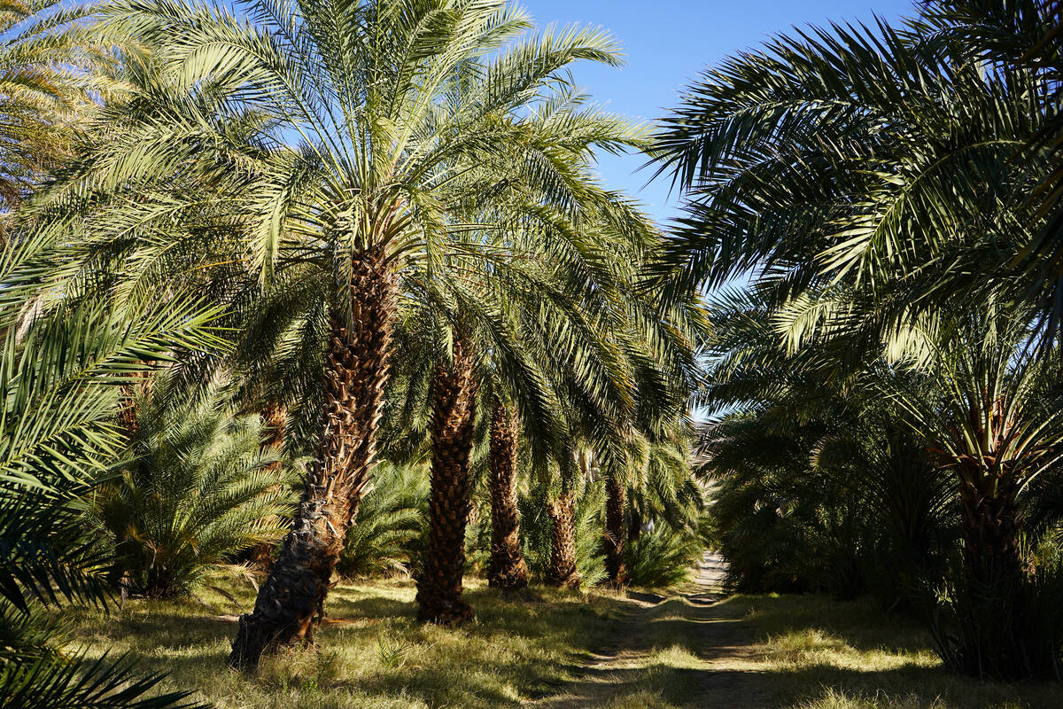 Hiking at China Ranch Date Farm 80 miles outside Las Vegas | Live Well