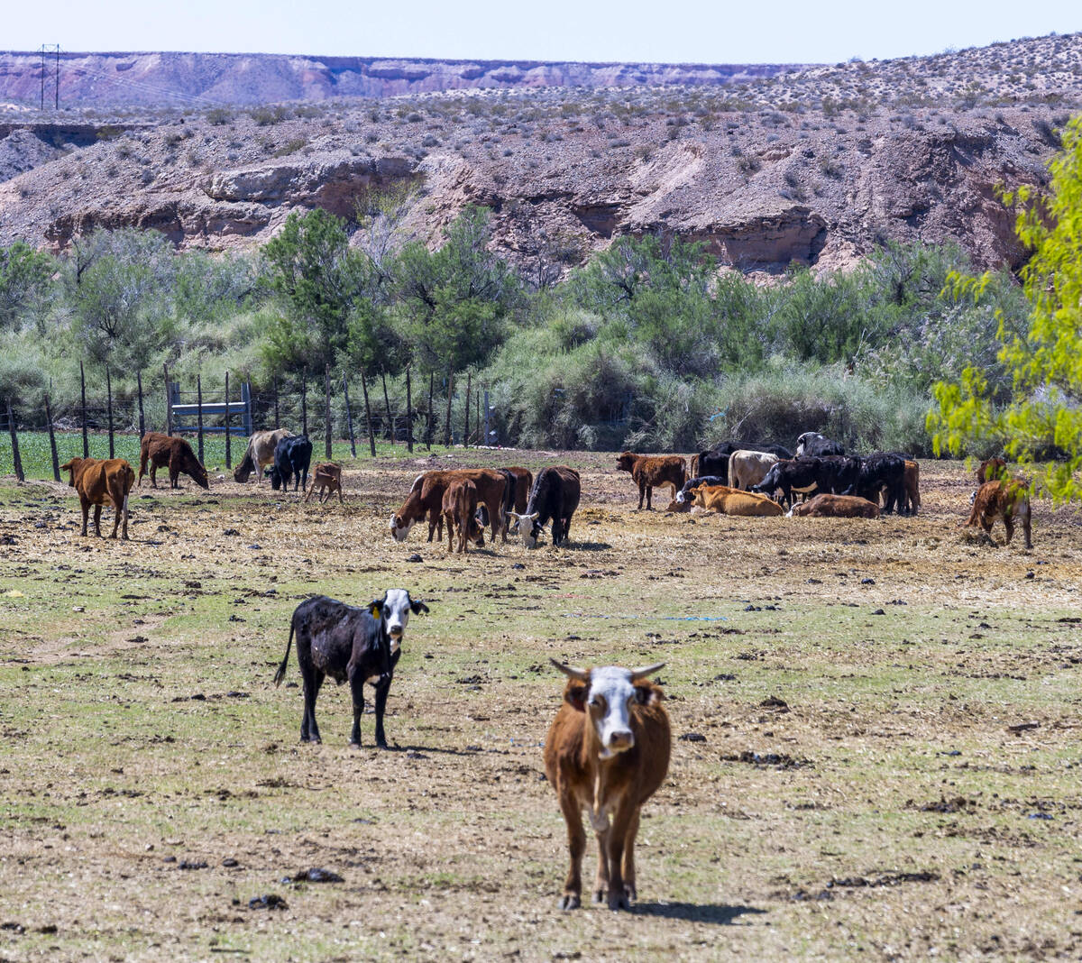 Bundys and supporters mark 11-year anniversary of standoff | Local ...