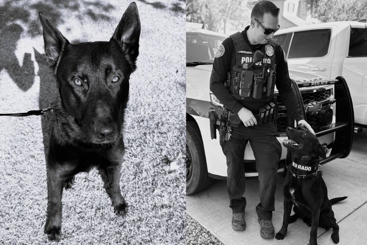 Henderson 2-year-old K9 officer dies | Henderson | Local