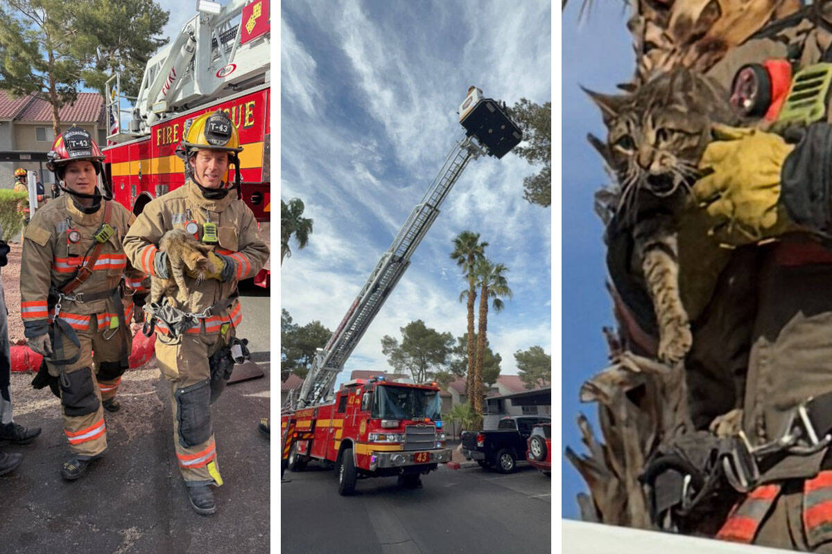 Las Vegas firefighters rescue woman, cat stuck in tree | Local Las ...