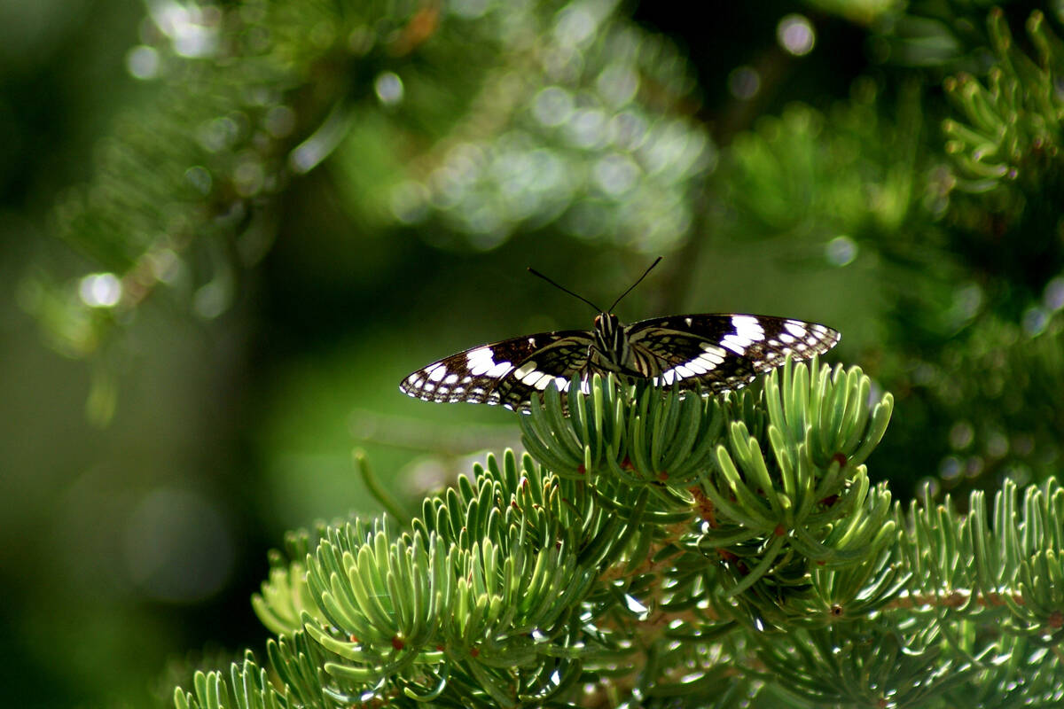 Hunting for butterflies found in Southern Nevada and nowhere else | Live Well