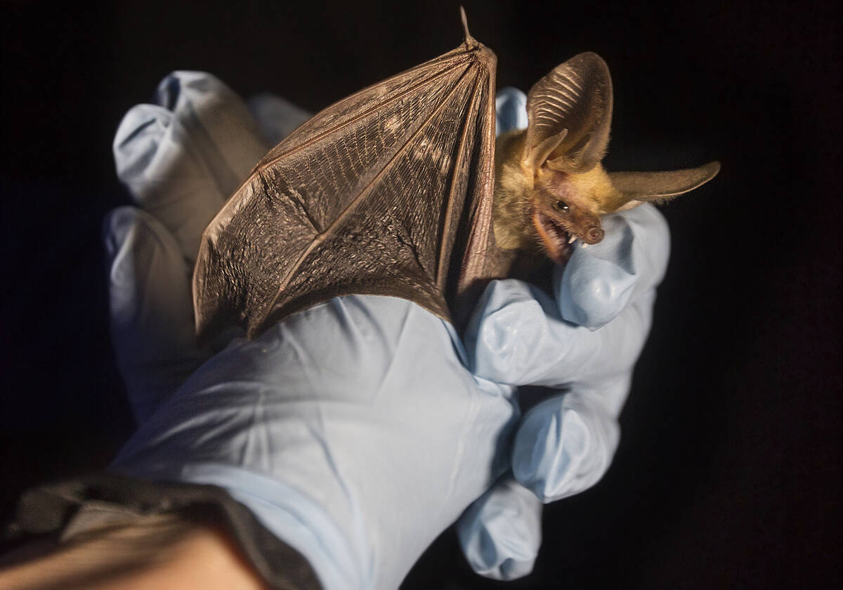 White-nose syndrome in bats may have arrived in Nevada, officials say ...